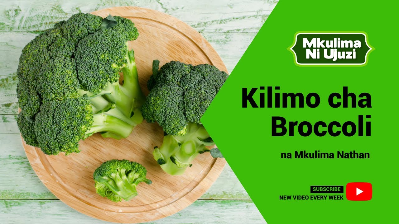 Mkulima ni Ujuzi - Kilimo cha Mboga ya Broccoli - YouTube