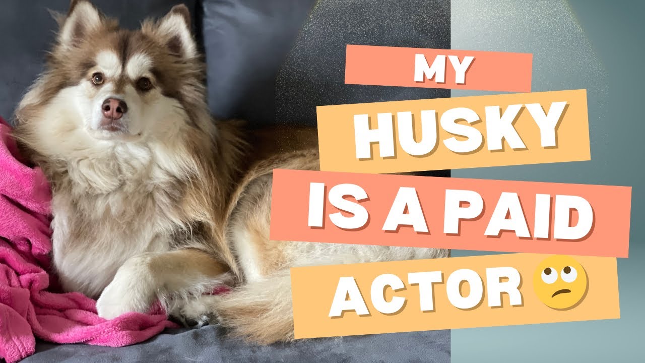 My Husky is a Paid Actor - YouTube