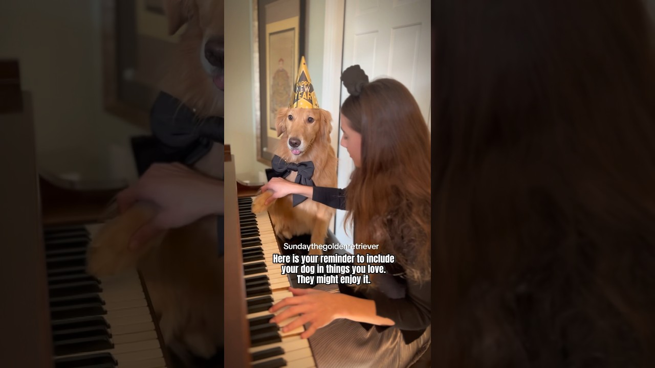 WATCH my DOG play PIANO for the NEW YEAR! Don’t miss the AWOO 😂 🎊 #dog ...