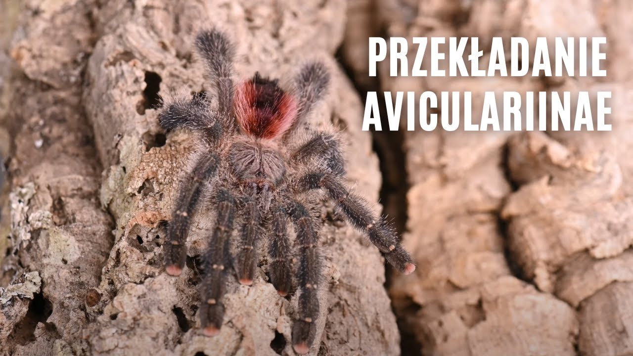 Aviculariinae w nowych domkach | arent.pl - YouTube