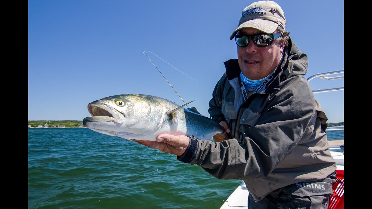 Sight Fishing for Bluefish, Spring 2015. Long Island, New York - YouTube