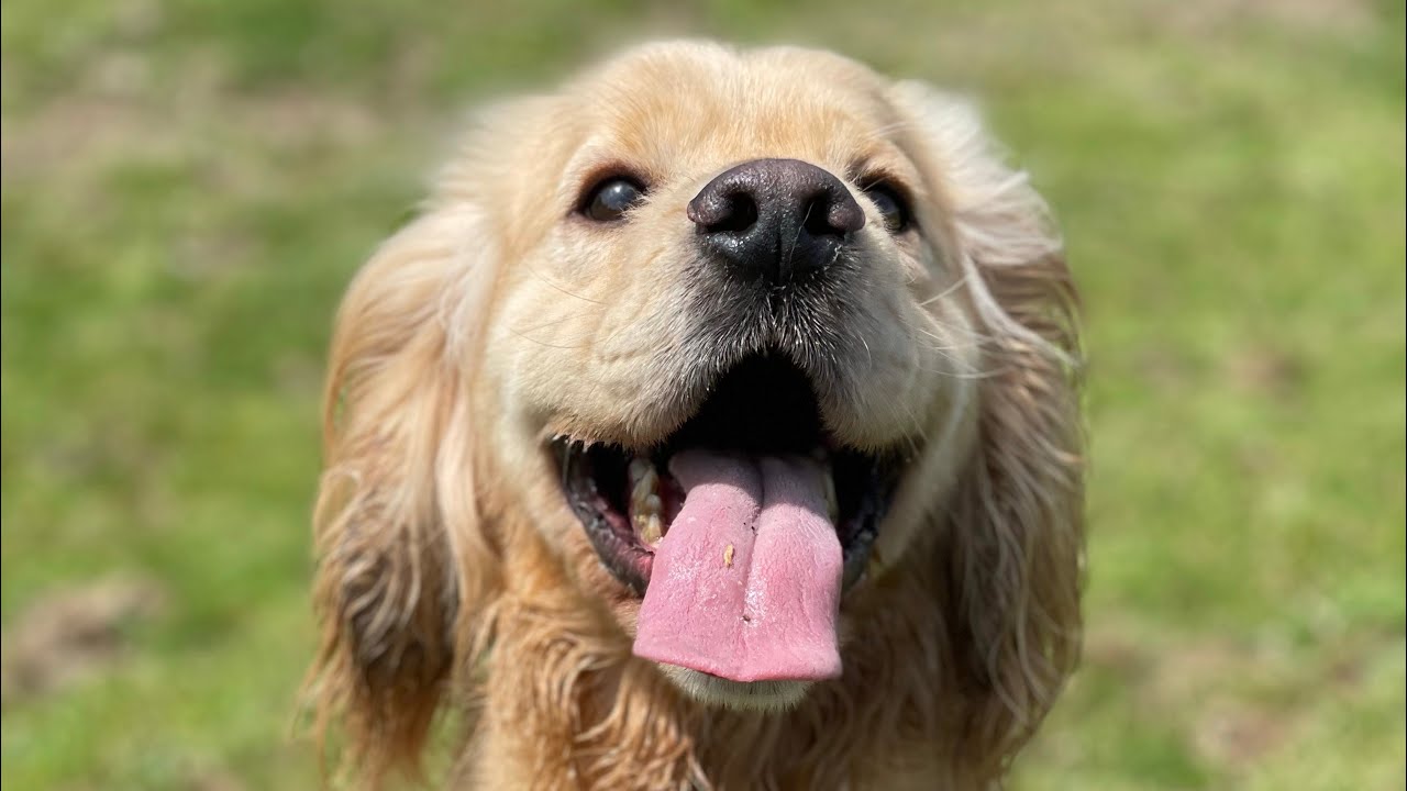 Rupert the cocker spaniel having a blast releasing that energy of his ...
