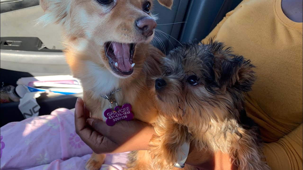 MY 12 WEEK OLD YORKIE GOES TO HIS APPT - YouTube