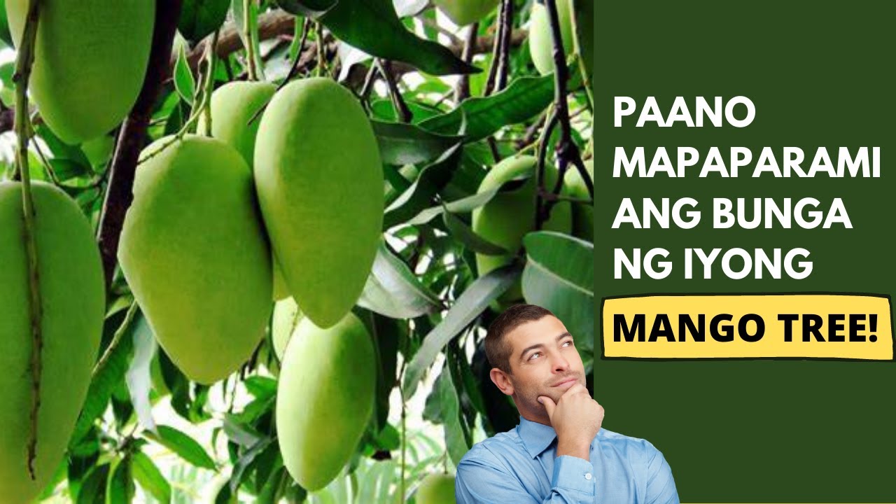 PAPANO MAPADAMI ANG BUNGA NG TANIM NYONG MANGGA || Vlog 1 - Nature Plant Catalyst - YouTube