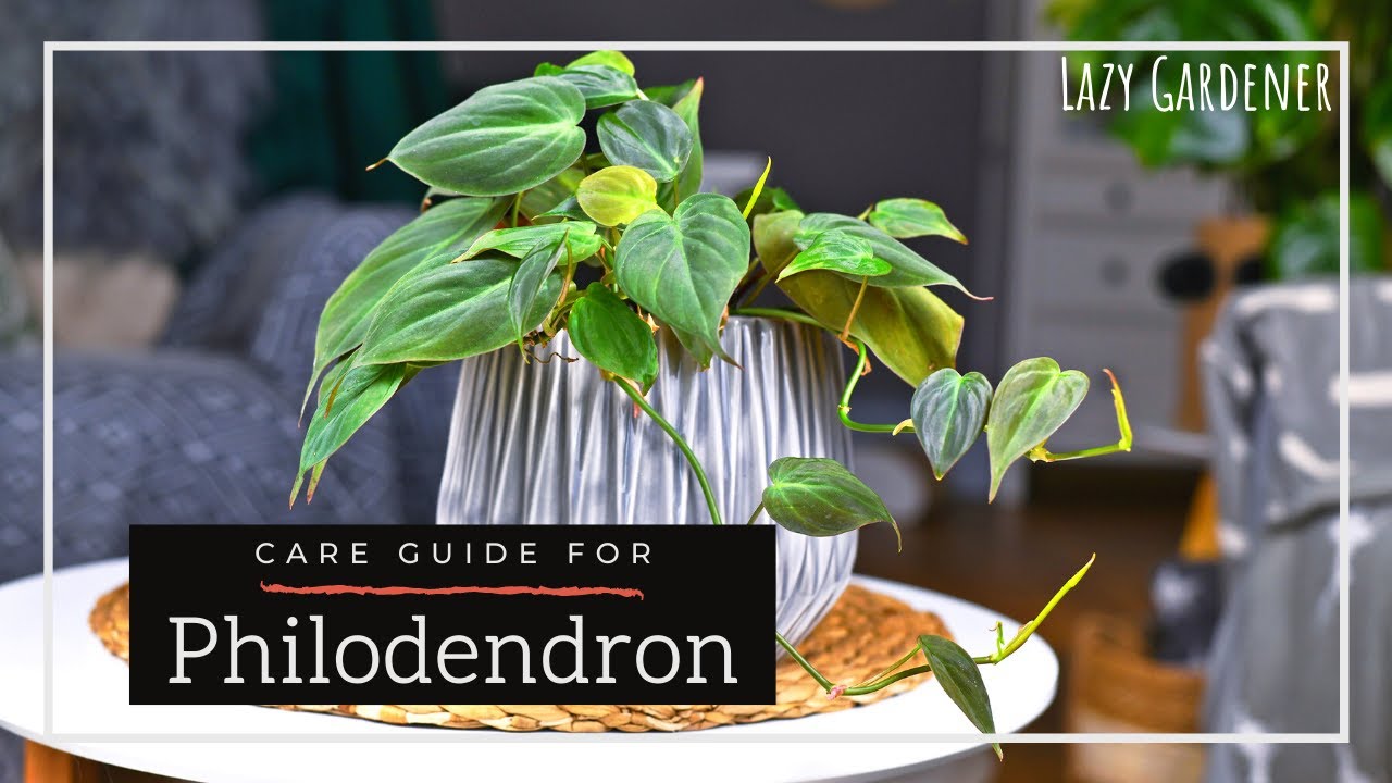 Philodendron Houseplant Care Tips | How to get Big Philodendron Leaves ...