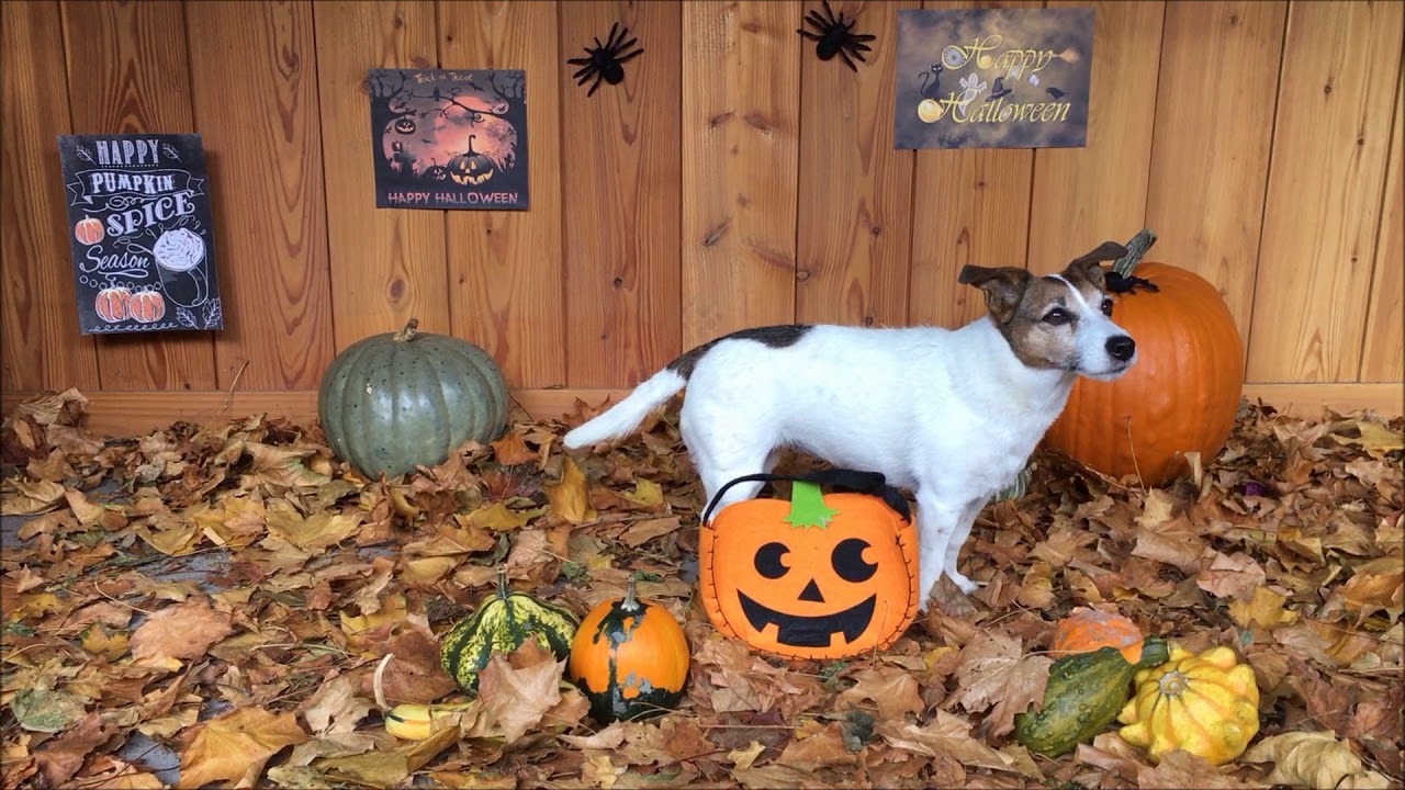 Sammy's Halloween - YouTube