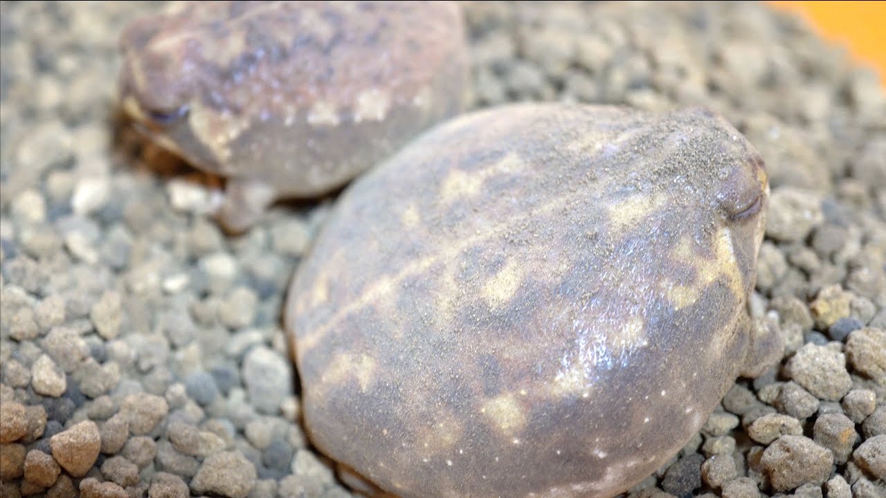 Rain frog sleep😴 - YouTube