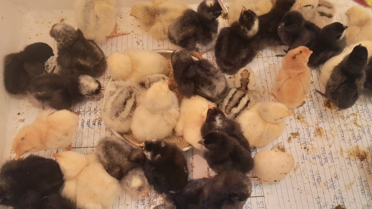 egg hatching process// incubator - YouTube