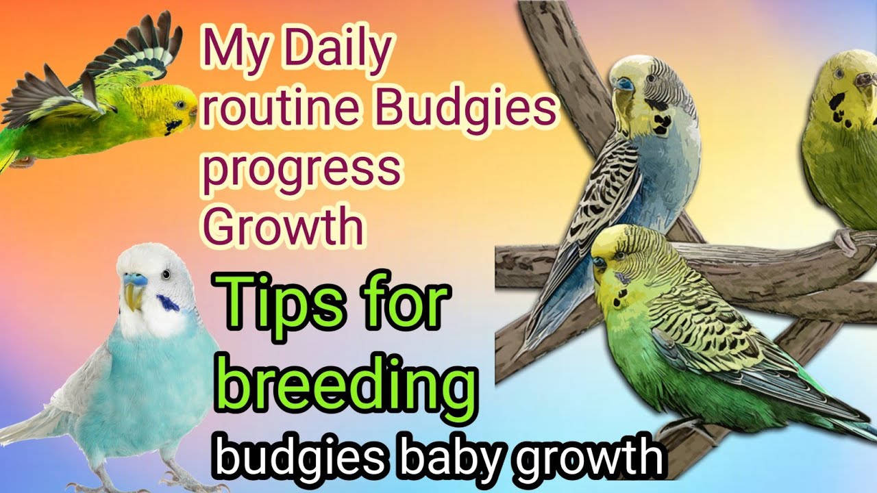 My Daily routine Budgies progress Growth | My first Budgies Growth vlog ...