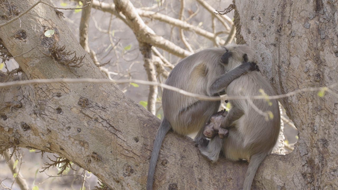 Grieving Mother Won't Leave Infant Monkey's Side - YouTube