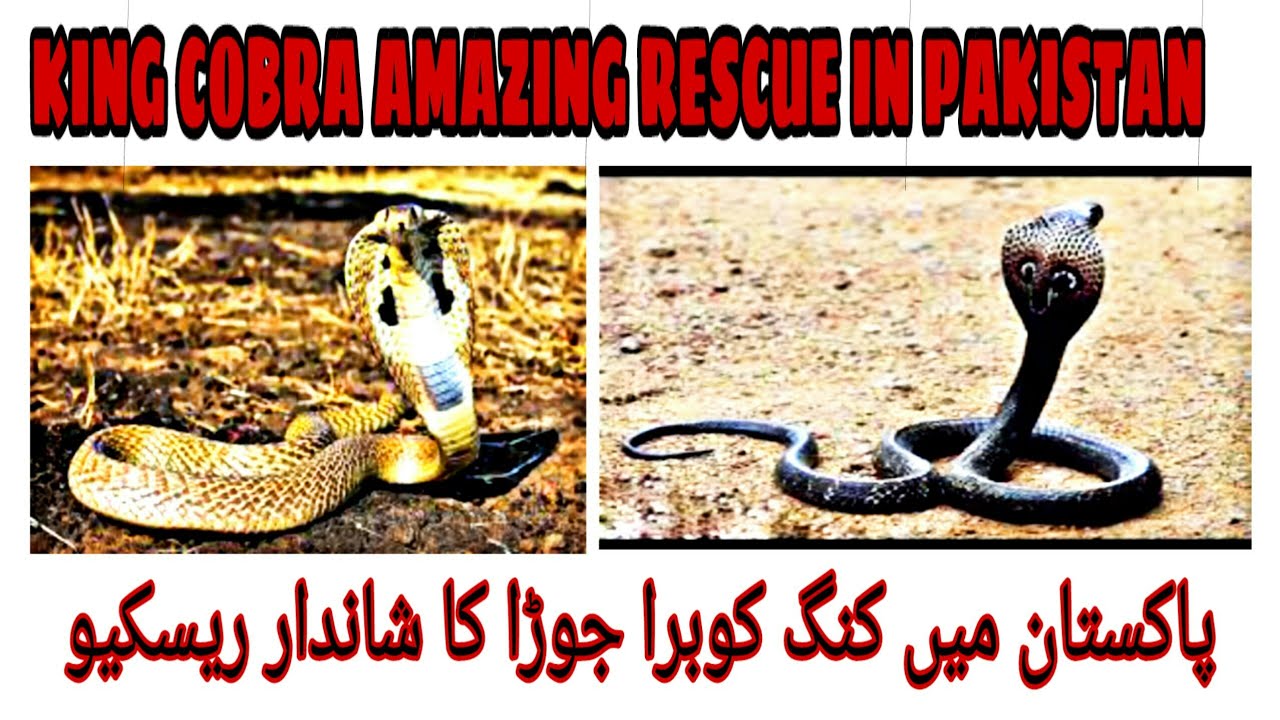 Rescued King Cobra Snake Pair In Pakistan | Snakes of Pakistan |Snakes ...