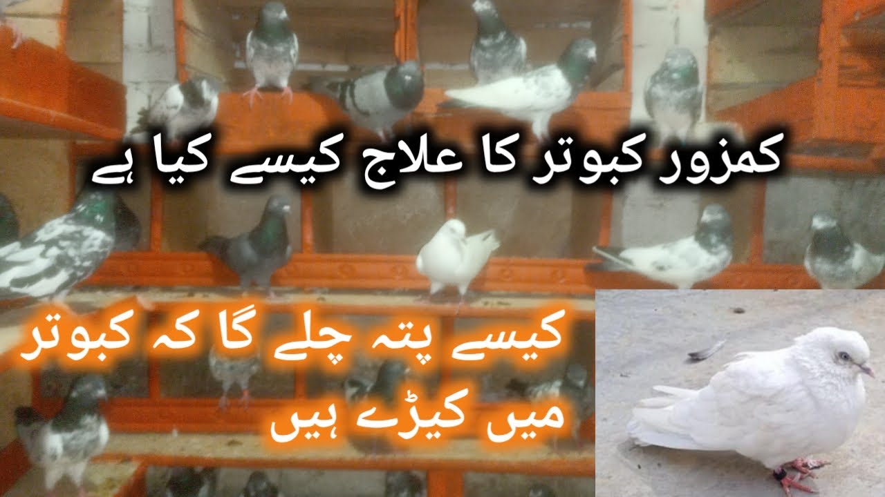 How to treatment weak pigeon🕊@Birdsloverzone5535 - YouTube