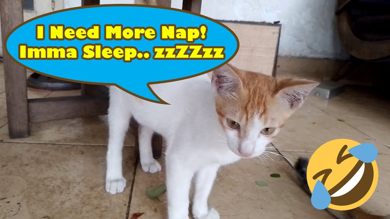 Funny Playful Kitten Never Failed Us To Fail II CUTE CATS ASMR LOL ...