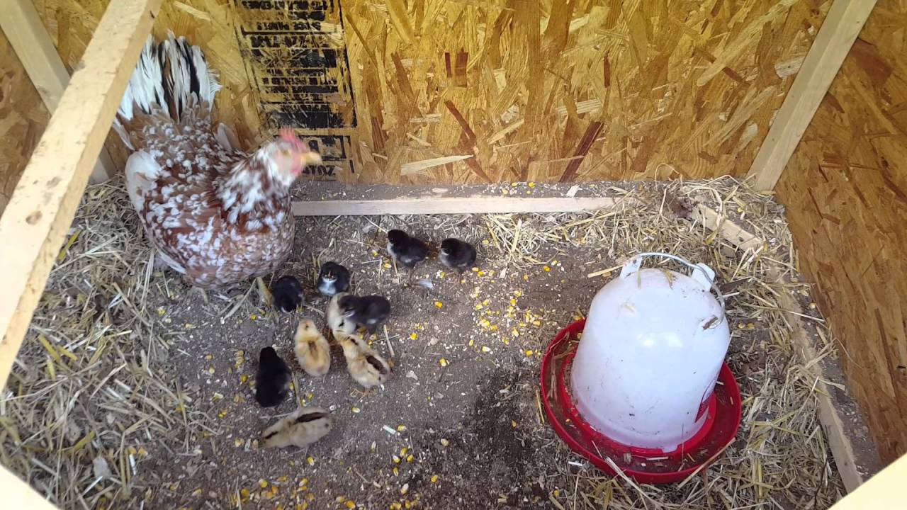 Gamefowl,Bantams, Chicken Pens South eastern TN - YouTube