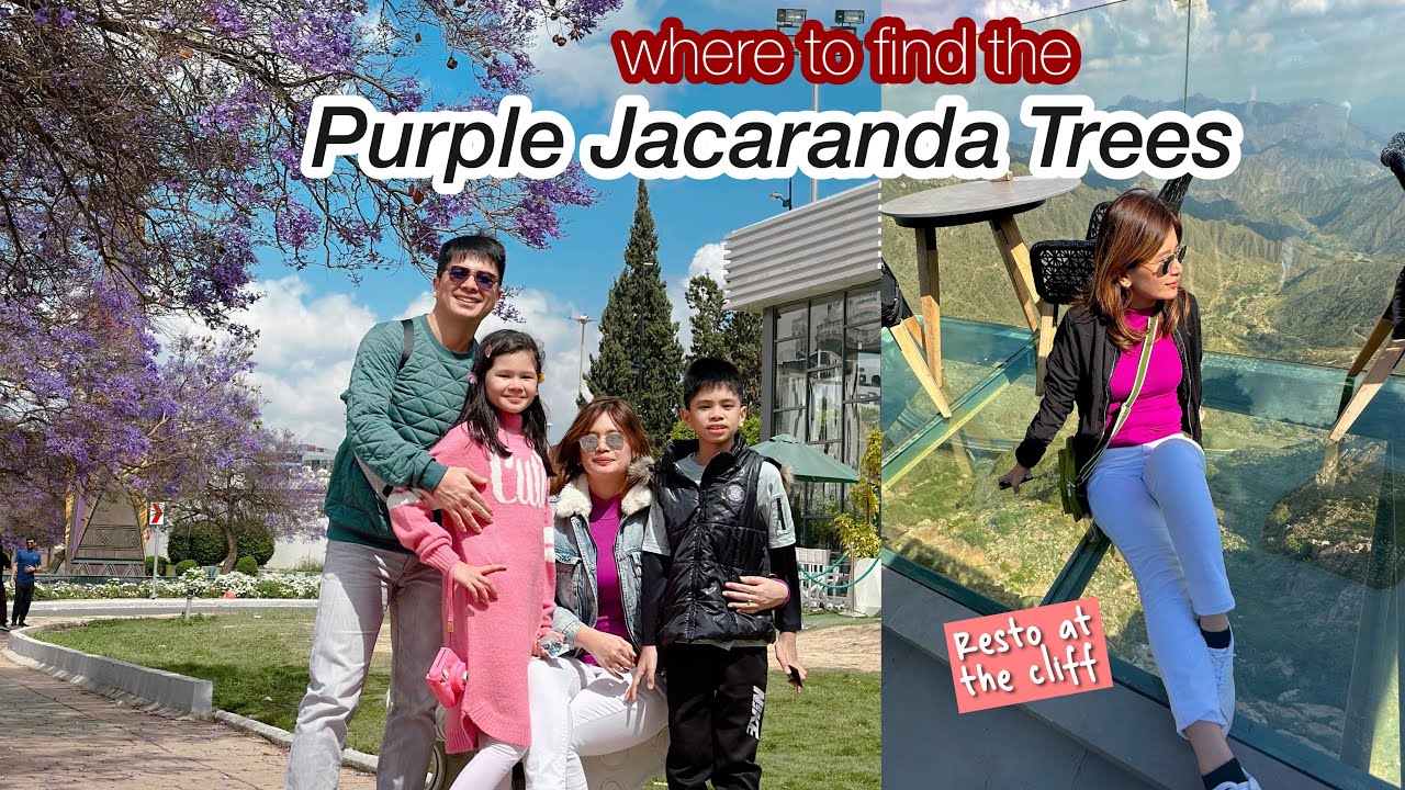 ABHA - PURPLE TREES IN SAUDI AND THE CLIFFHANGER - YouTube