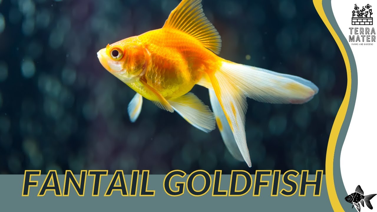 Graceful Swimmers: FANTAIL GOLDFISH (Carassius auratus) | Aquatic ...
