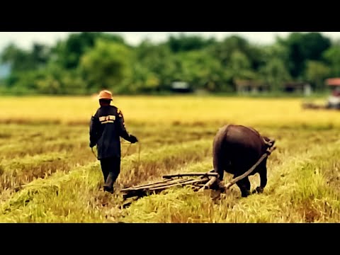 🔴 satisfying best friend of the Farmer - YouTube