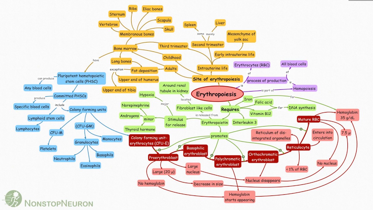 Erythropoiesis: Concept Map