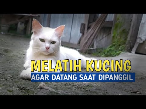 CARA MELATIH KUCING AGAR JADI JINAK • DATANG SAAT DIPANGGIL • KUCING PINTAR - YouTube