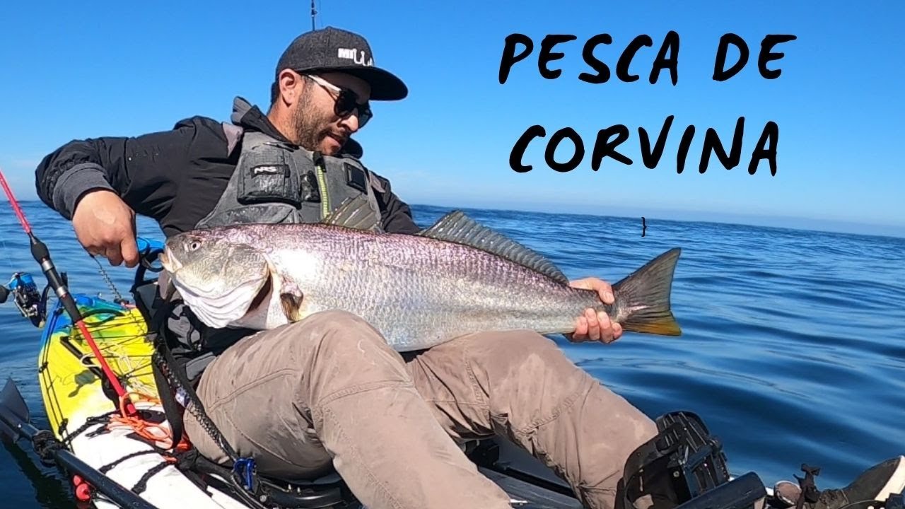Pesca de una linda Corvina - (pesca en chile) - YouTube