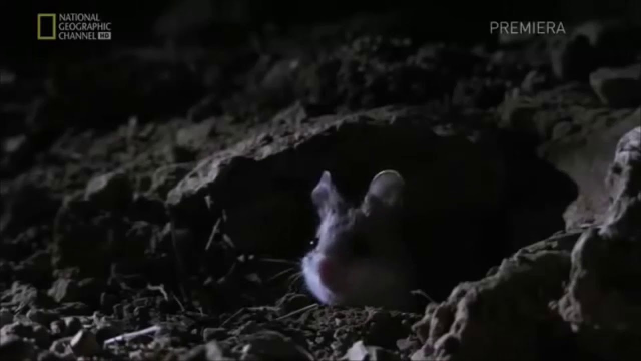 Mouse screaming meme - YouTube