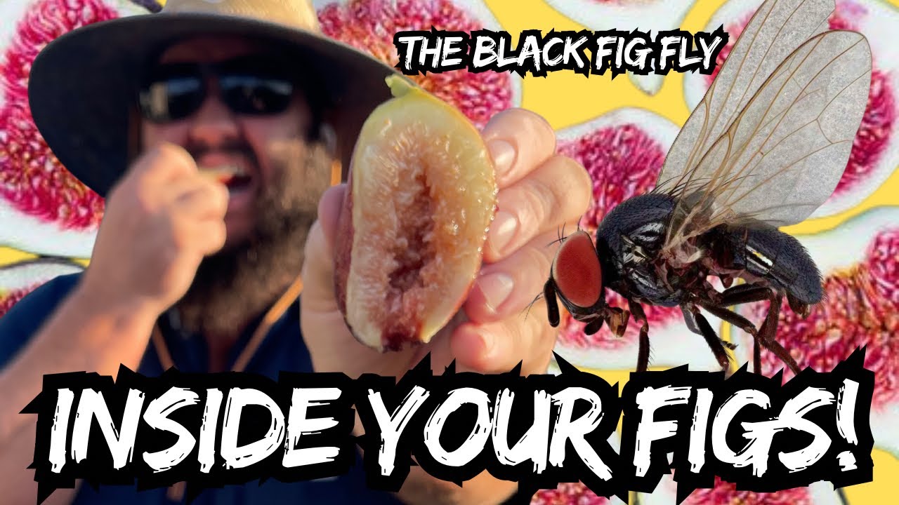 INVASIVE Black Fig Fly Devastating California! - YouTube
