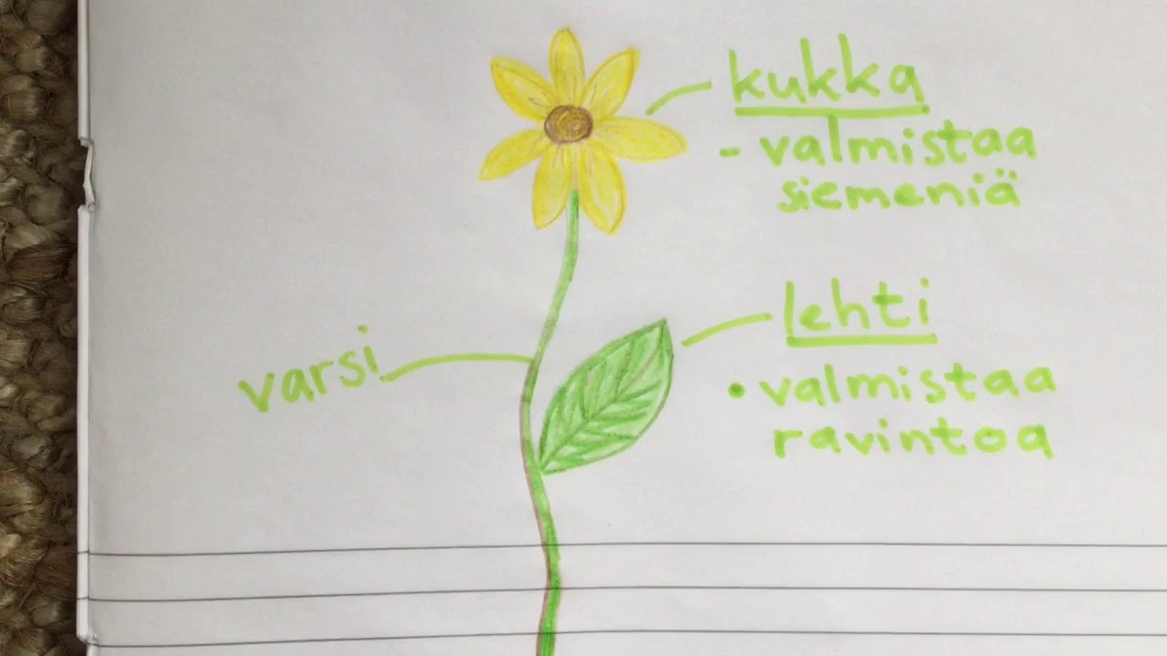 Ylli, kasvin osat ja niiden tehtävät - YouTube
