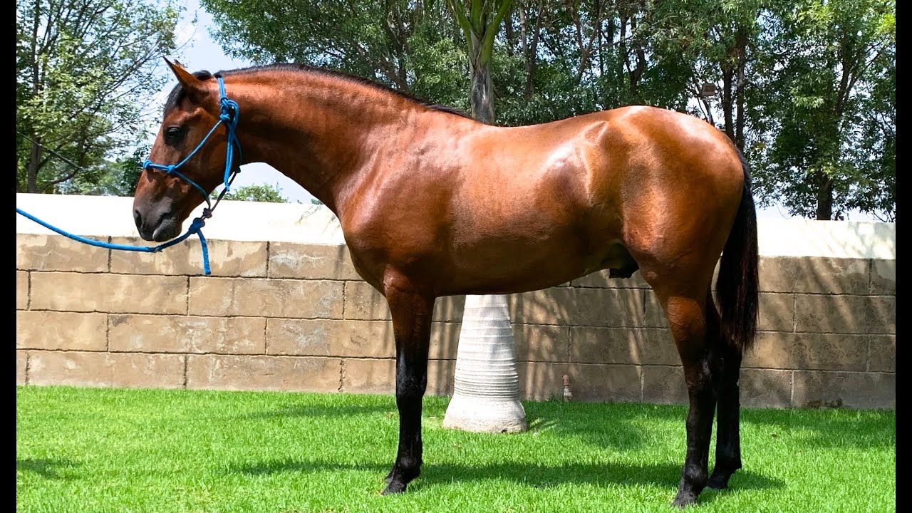 Doma de un Potro Español 🇪🇸 - YouTube