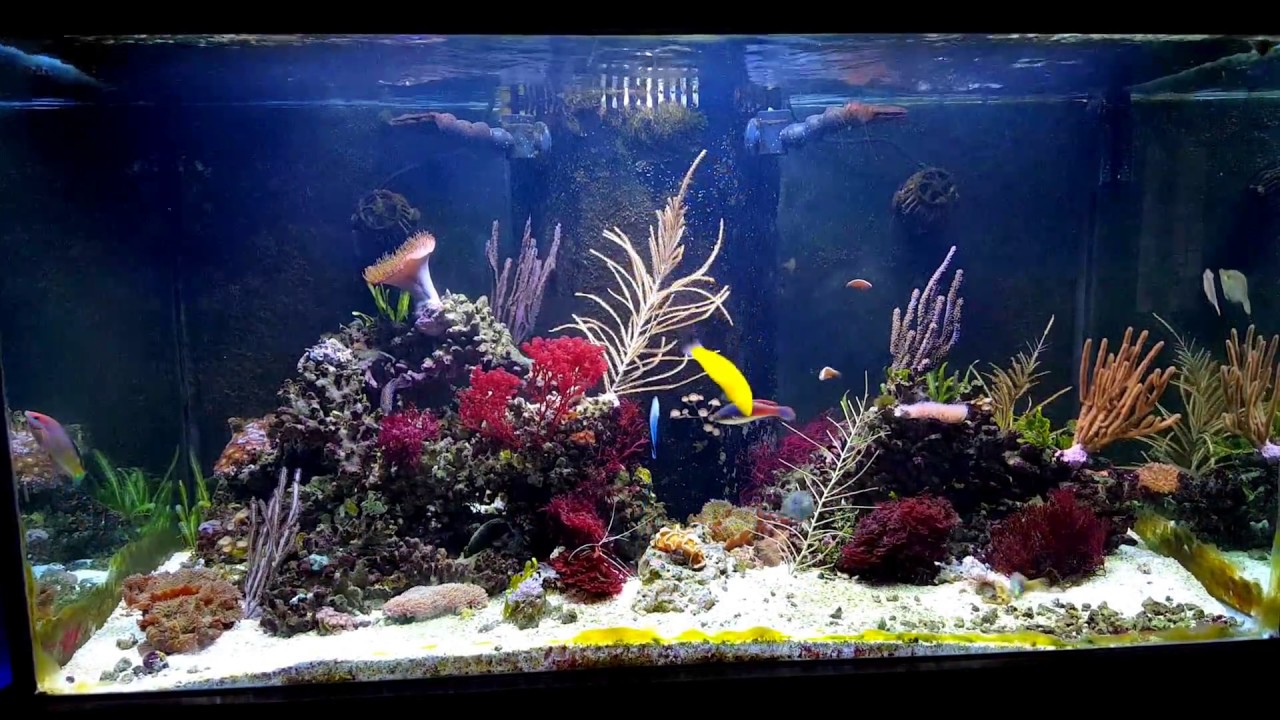 120 Gallon Macro Algae Gorgonian Reef. Wrasse Dominated - YouTube