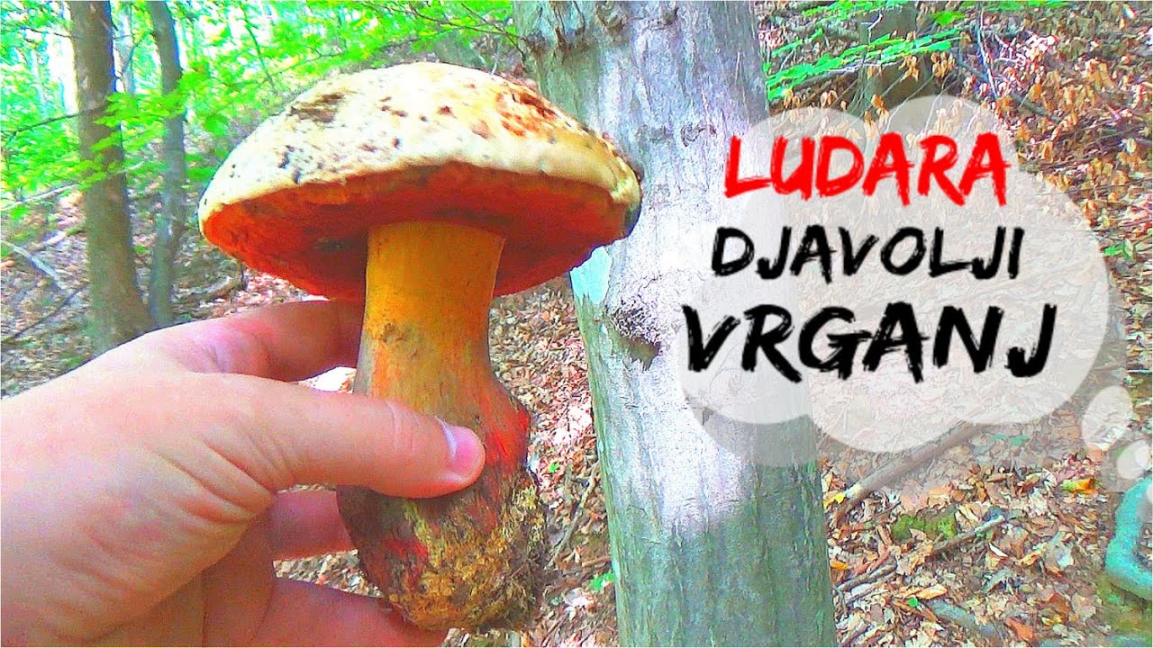 Pazite se Otrovnog Vrganja - Ludara - Djavolji Vrganj !!! Krenuli - YouTube
