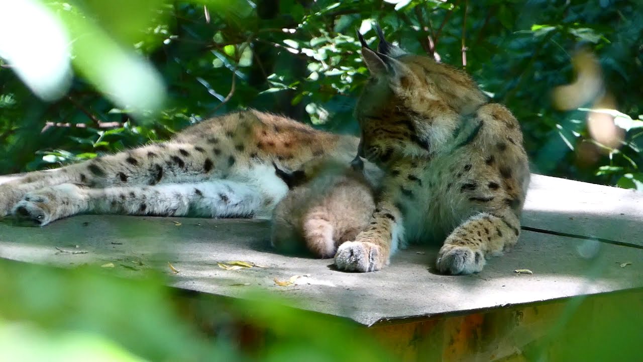 Luchs Baby im Tiergarten Zoo Schönbrunn geboren (Lynx lynx) Park ...