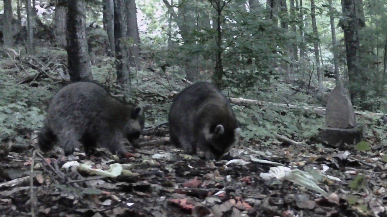 Compost Critters, Season 6, Episode 3 - YouTube