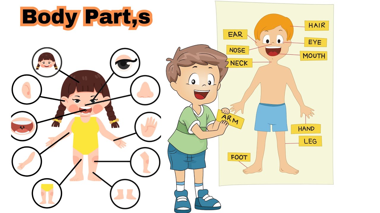 Parts Of Our Body | Let's Learn aur Body Parts Names - YouTube
