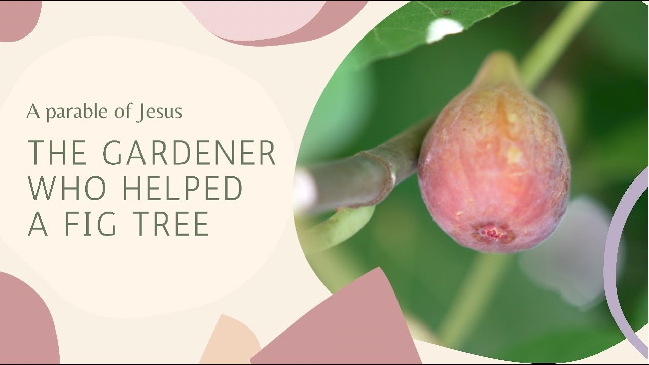 The Gardener who Helped a Fig Tree August 29 - YouTube