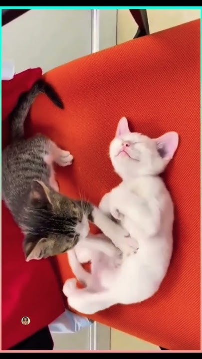 Cutie Cat 🐈 Youtube