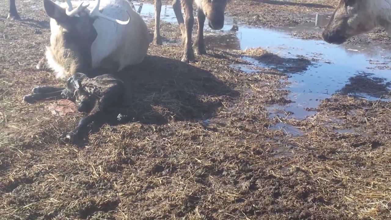 Live Reindeer Birth - YouTube
