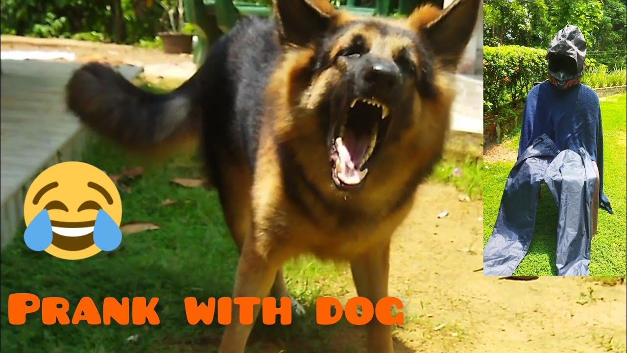 Prank with dog and dog reaction - funny dog prank - germen shepherd dog ...