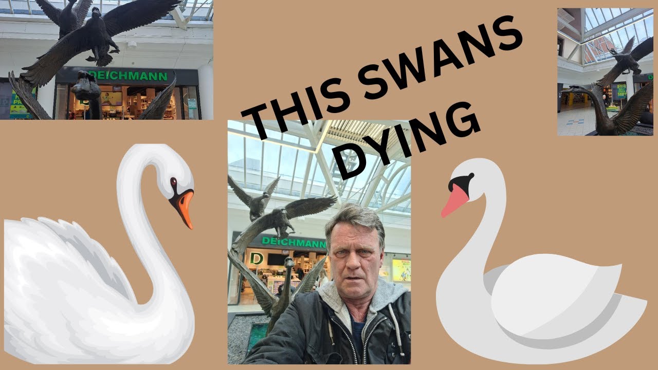 THIS SWANS DYING....RSPB......GREGGS - YouTube