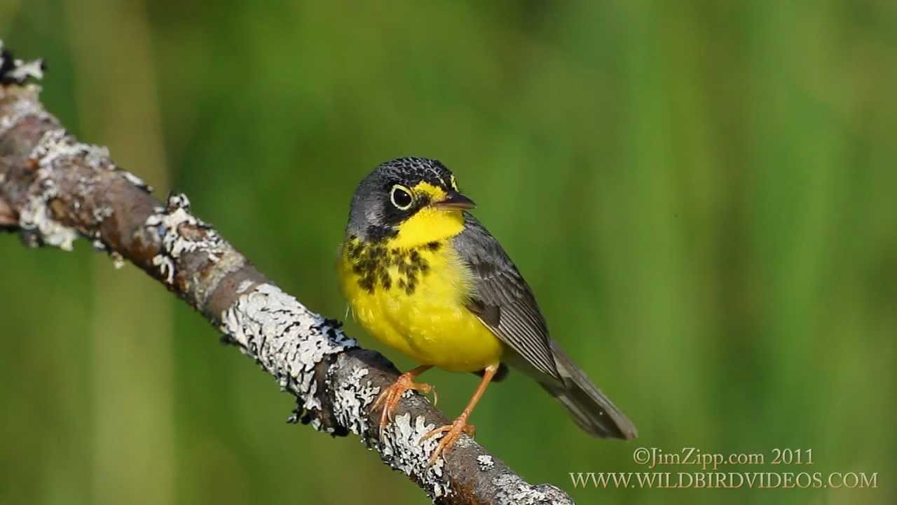 Canada Warbler - YouTube