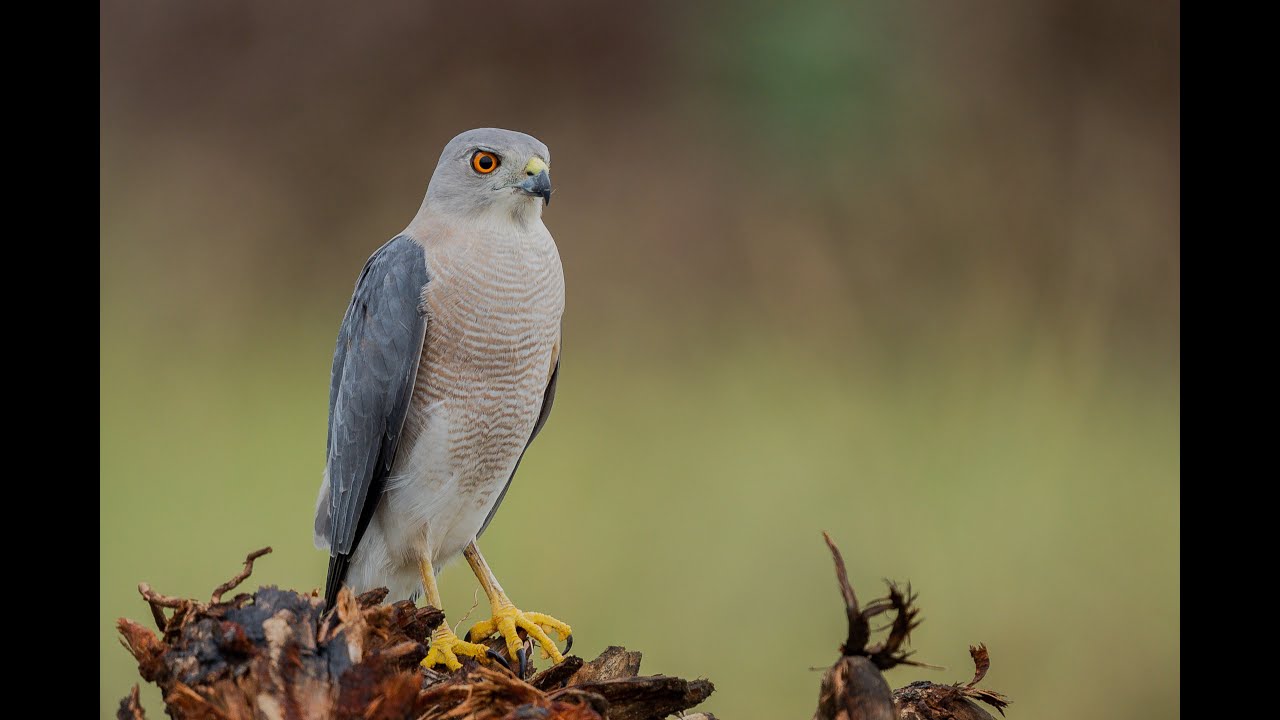 Shikra aka Little-banded goshawk (Accipiter Badius) - YouTube
