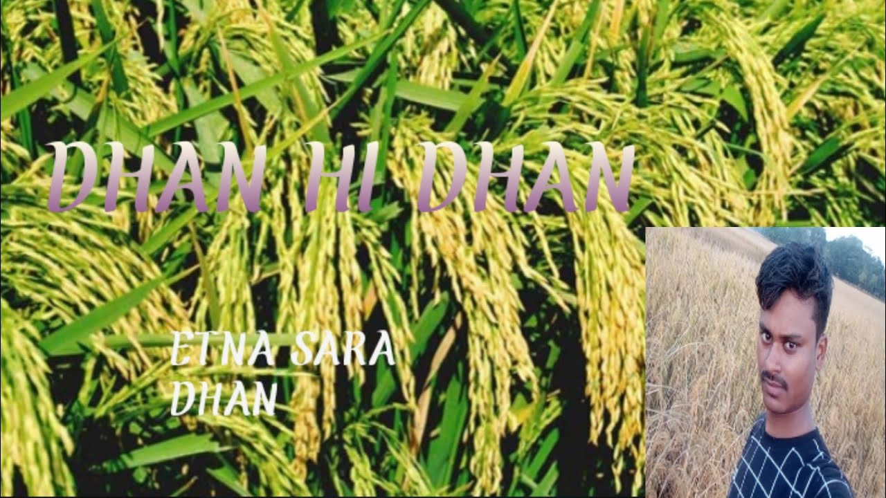 Indian former // bhartiya kisan || dhan phasal // dhan hi dhan//very ...