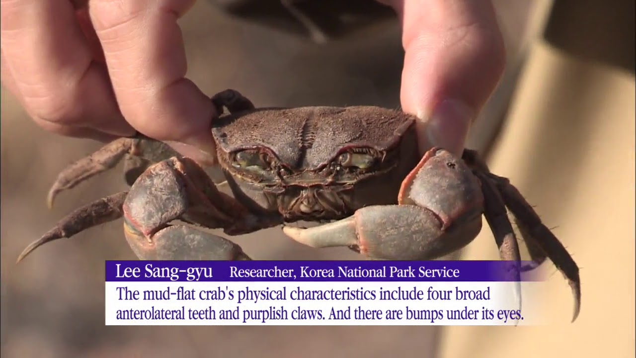 Mud-Flat Crabs - YouTube