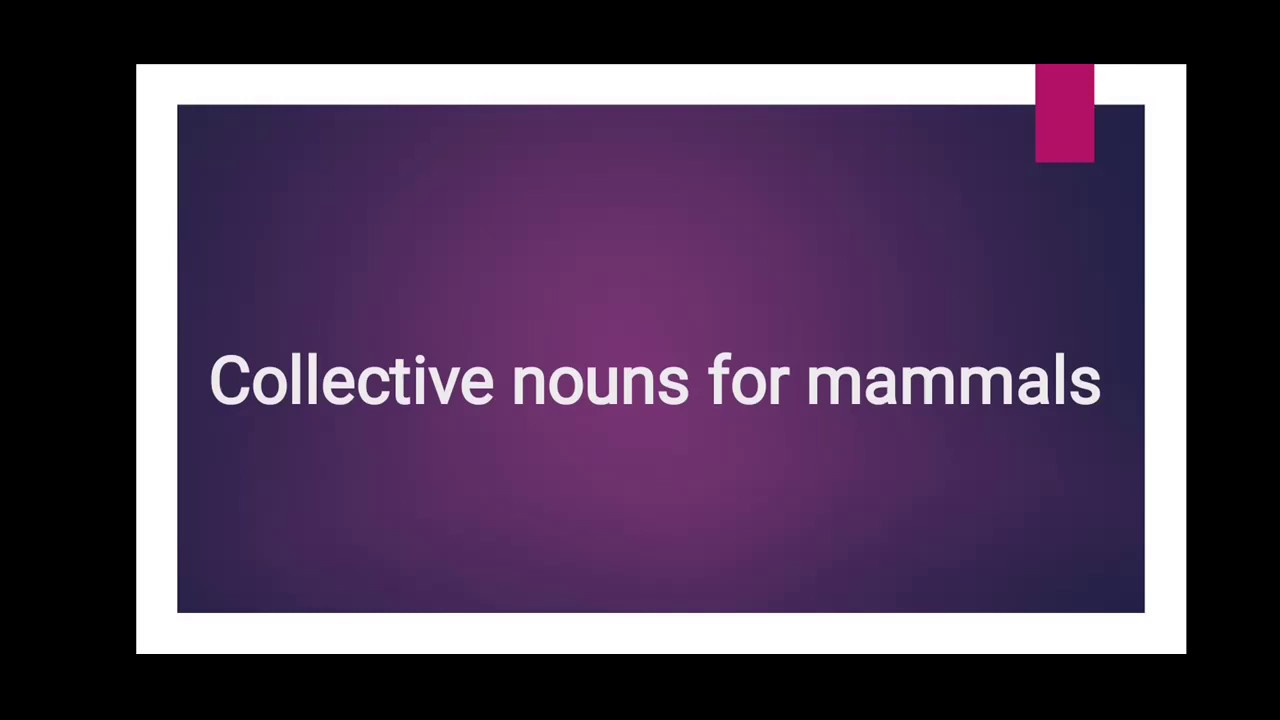 Collective Nouns for mammals. - YouTube