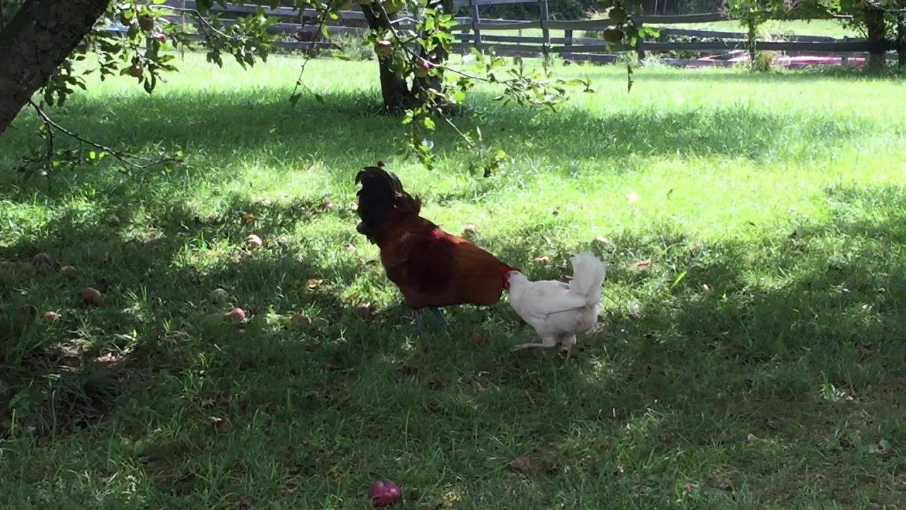 Rooster Ed mating hen Linda - YouTube