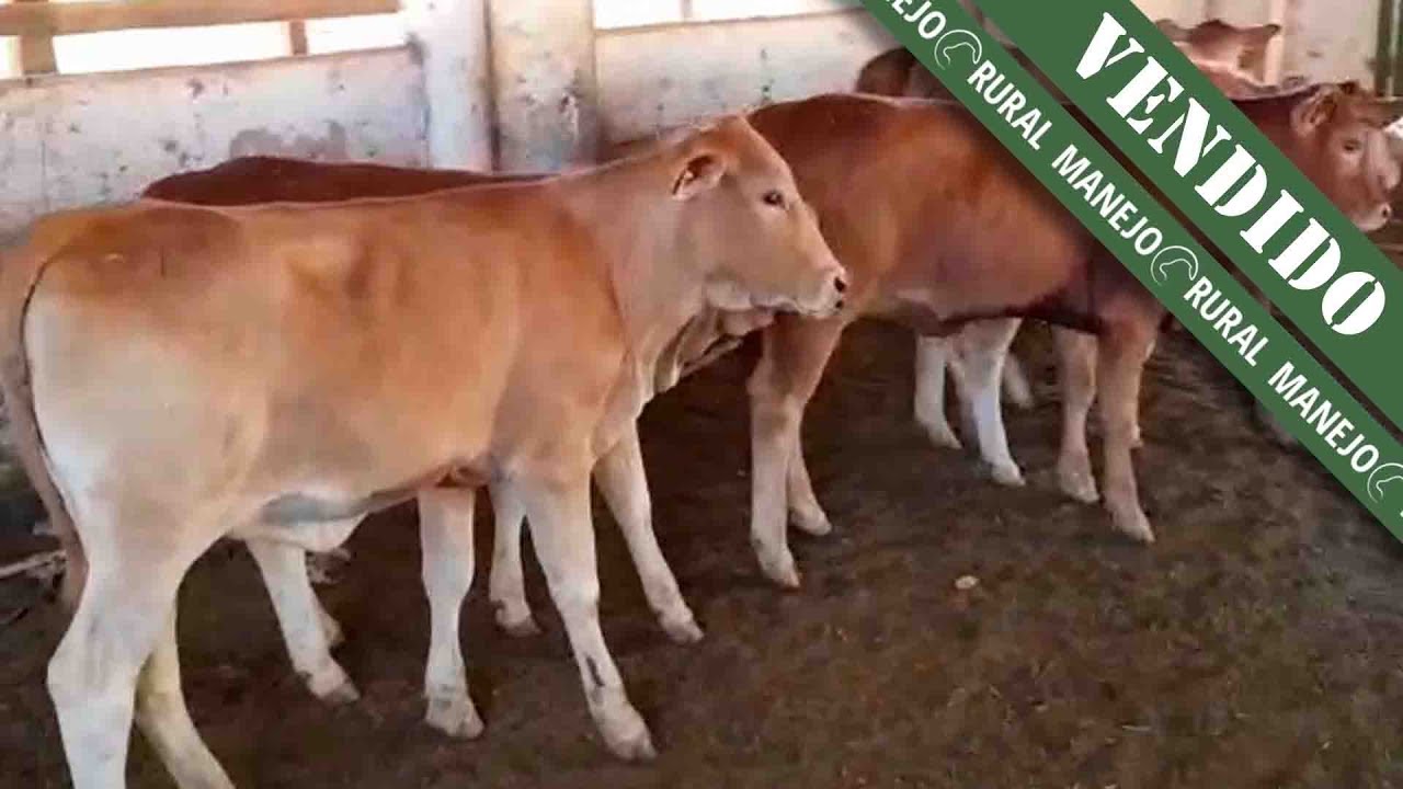 7 BEZERRAS CRUZAMENTO INDUSTRIAL SENEPOL X NELORE (CÓD.04100718) [LOTE ...
