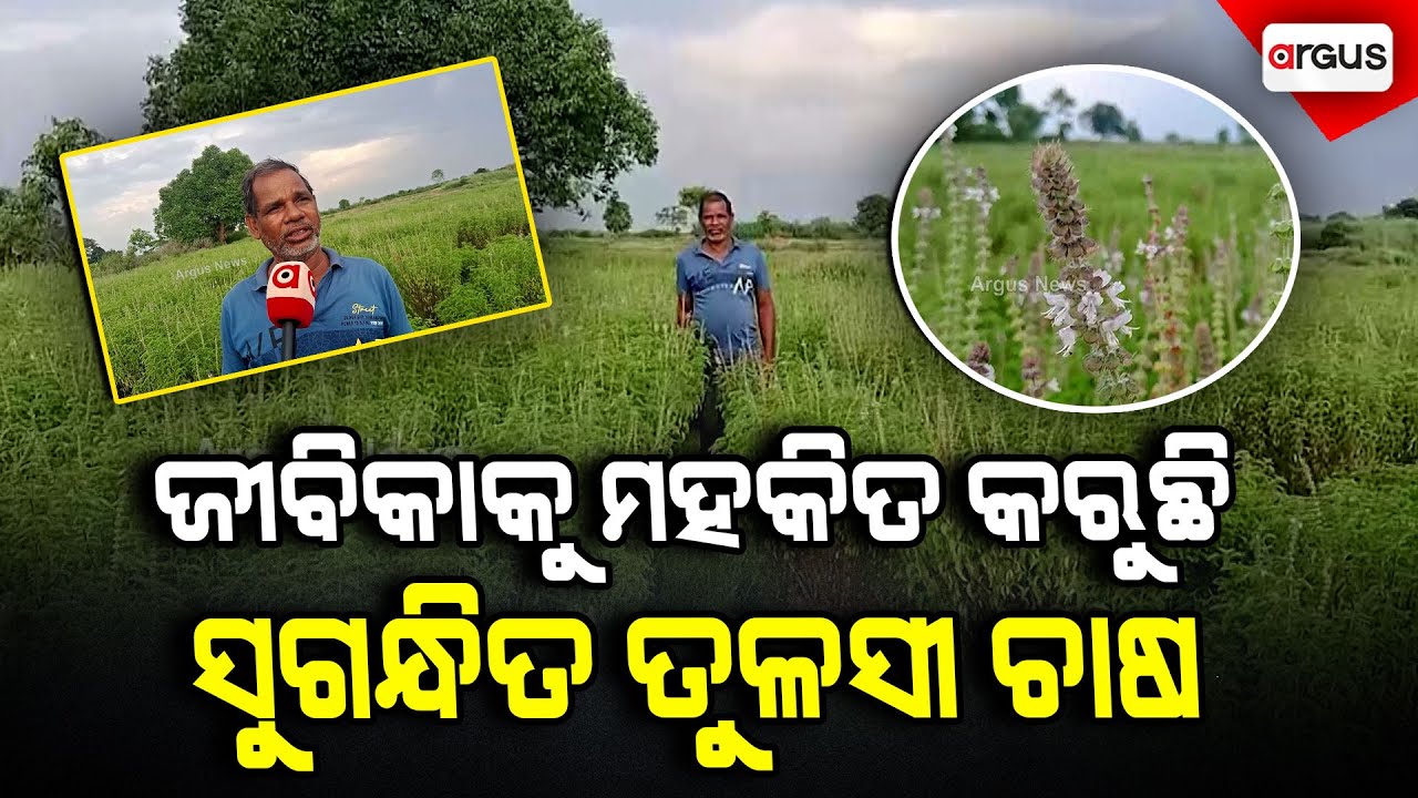 ଜୀବିକାକୁ ମହକିତ କରୁଛି ସୁଗନ୍ଧିତ ତୁଳସୀ ଚାଷ | GoodNews | Tulsi Farming ...