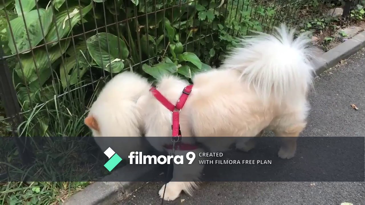 My dog loves to go outside - YouTube