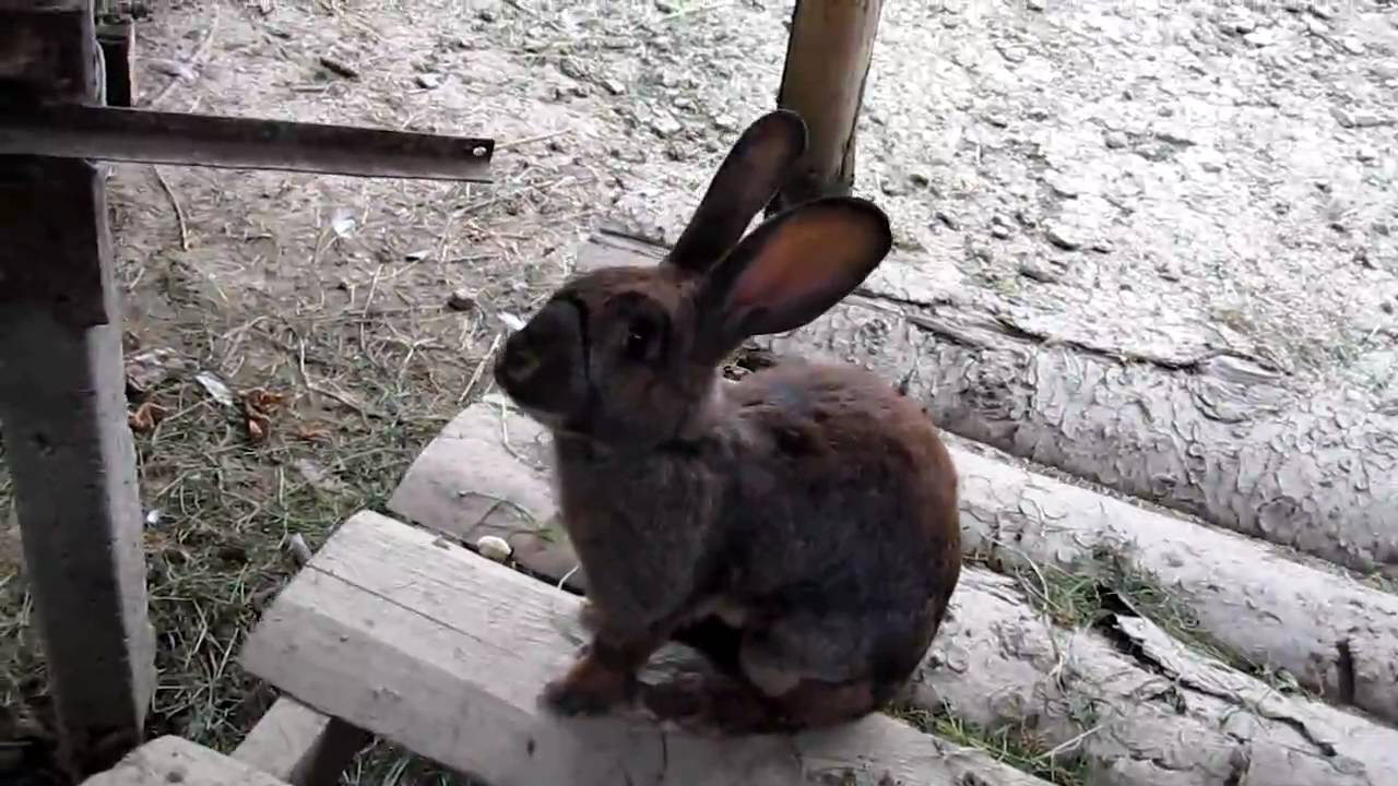 countryside-life-in-ukraine-youtube