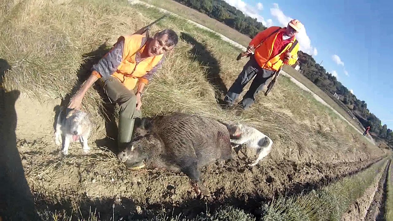 chasse au sanglier 2016/2017 (gros sanglier de 114 kg ) - YouTube