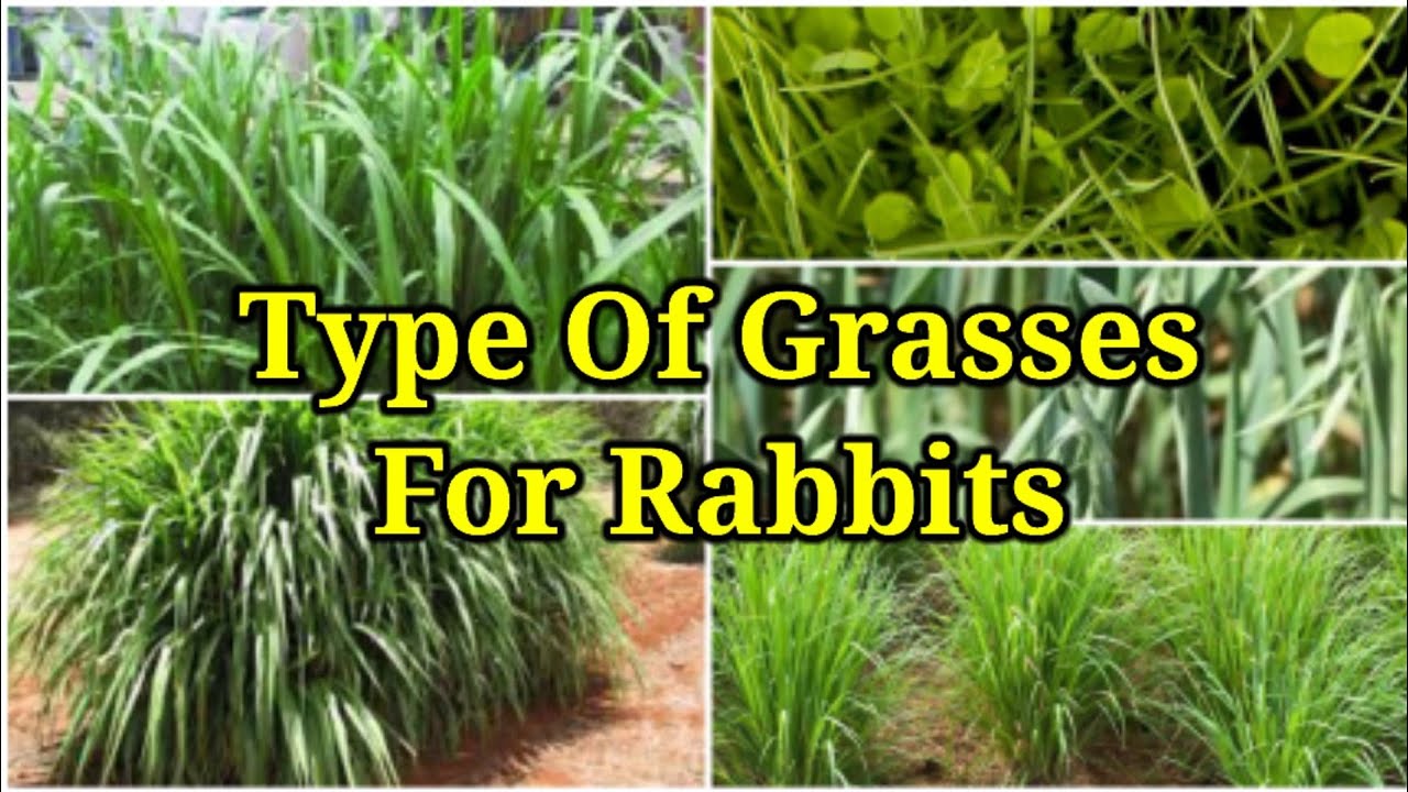 RABBITS FARMING|TYPES OF GRASS FOR RABBITS - YouTube